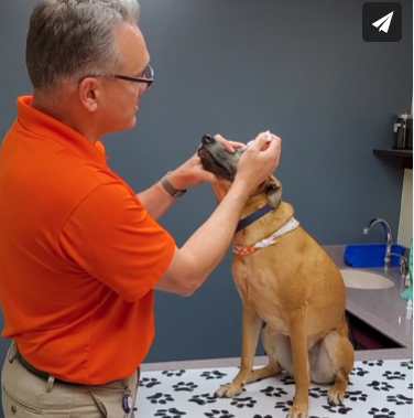 Eye ointment video -dr hamor | Stokes Pharmacy