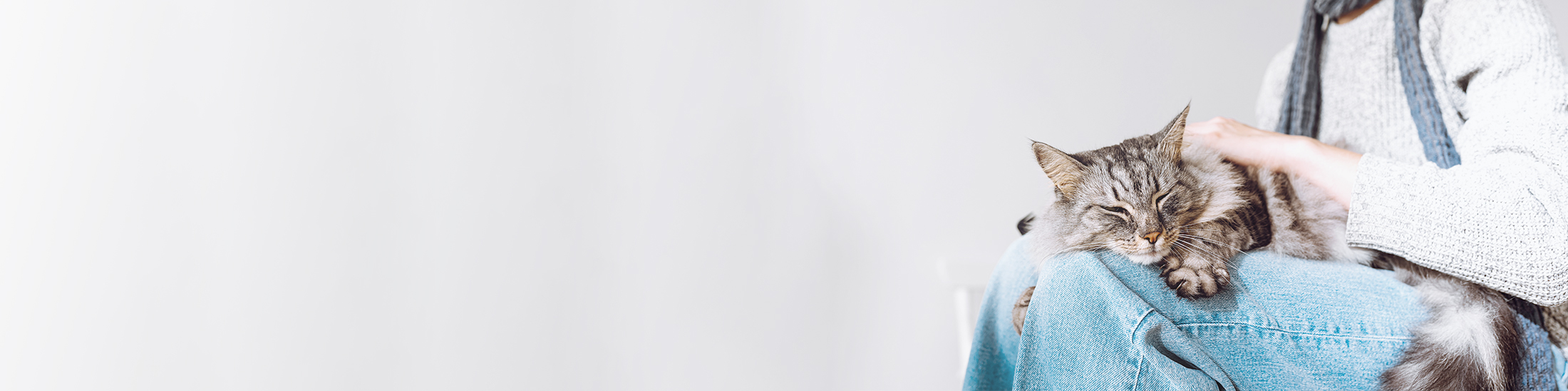 Feline-Infectious-Peritonitis-FIP-Cat-Owners | Stokes Pharmacy