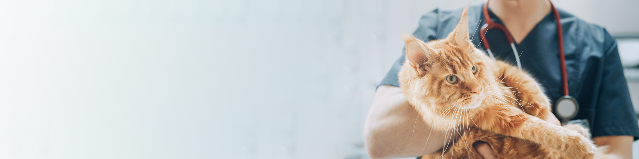 Feline-Infectious-Peritonitis-FIP-Cat-Treatment | Stokes Pharmacy