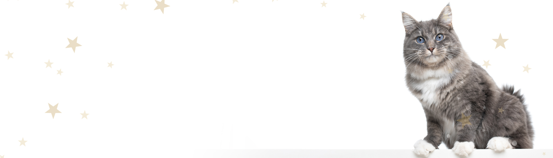 Stokes Pharmacy FIP Treatment Announcement Banner | Stokes Pharmacy