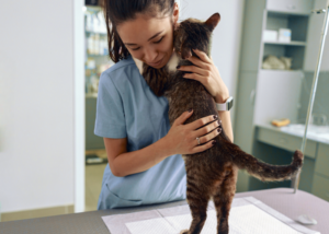 Bova GS-441524 | Stokes Pharmacy