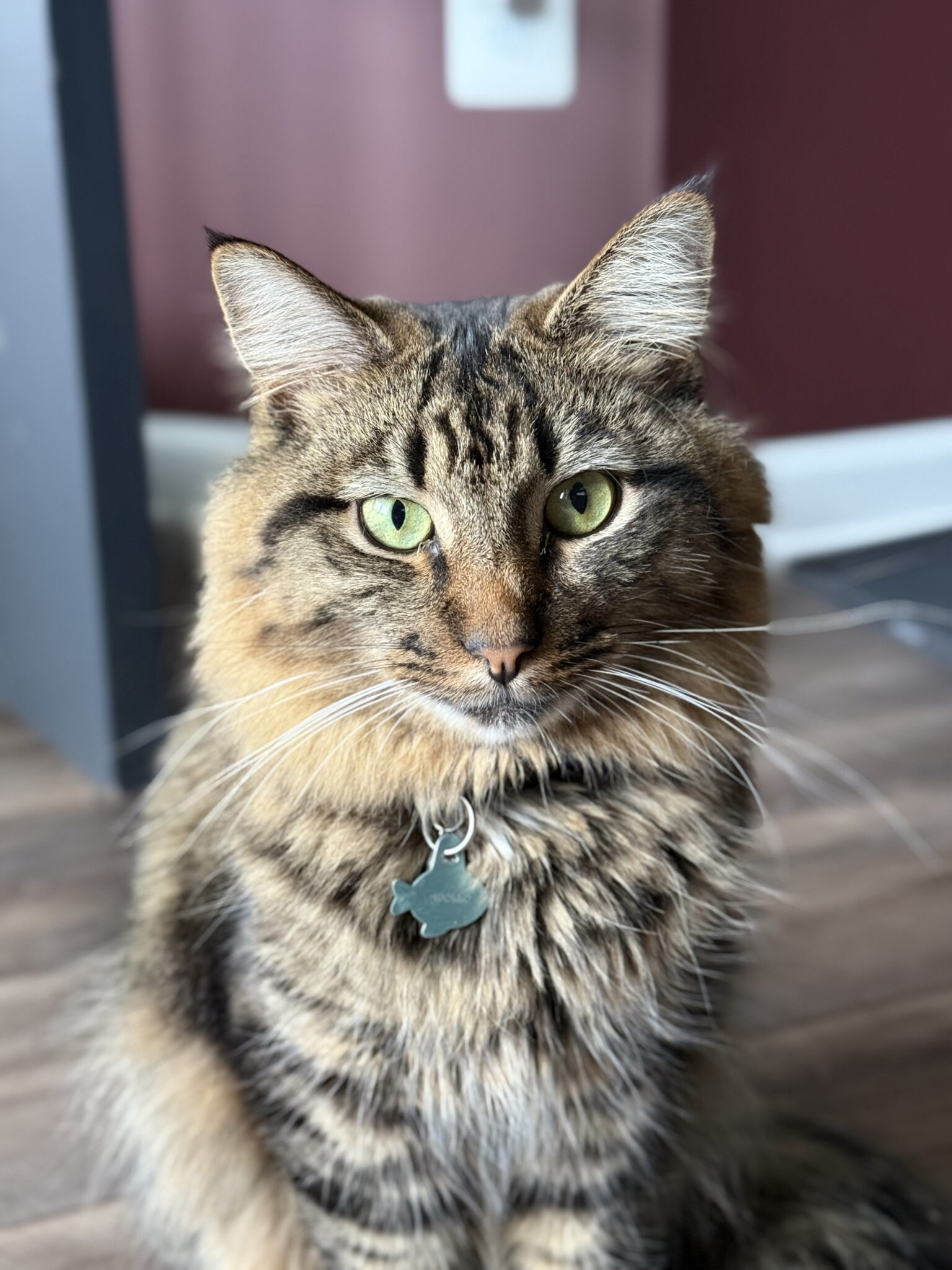 FIP Survivors | Stokes Pharmacy
