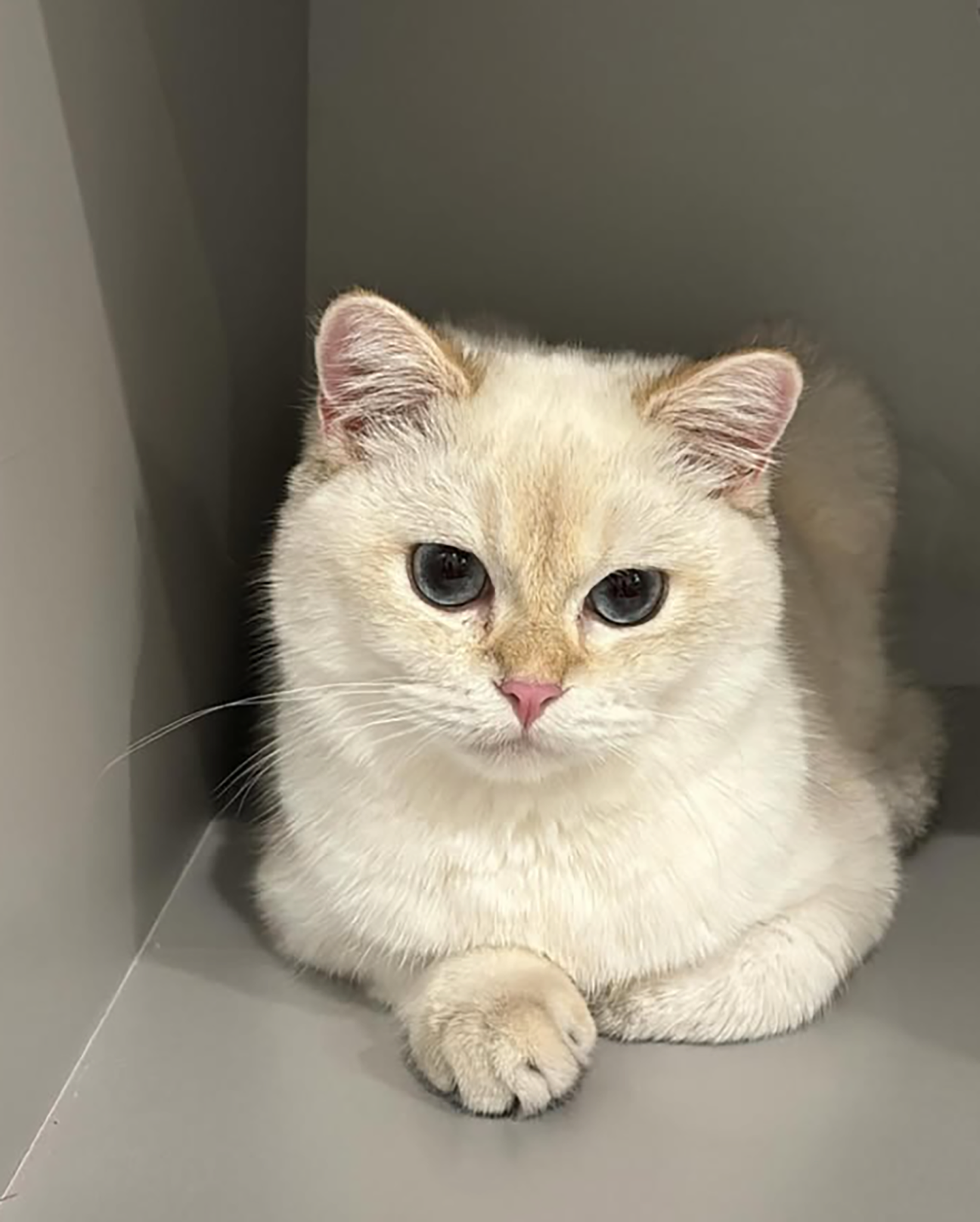 FIP Survivors | Stokes Pharmacy