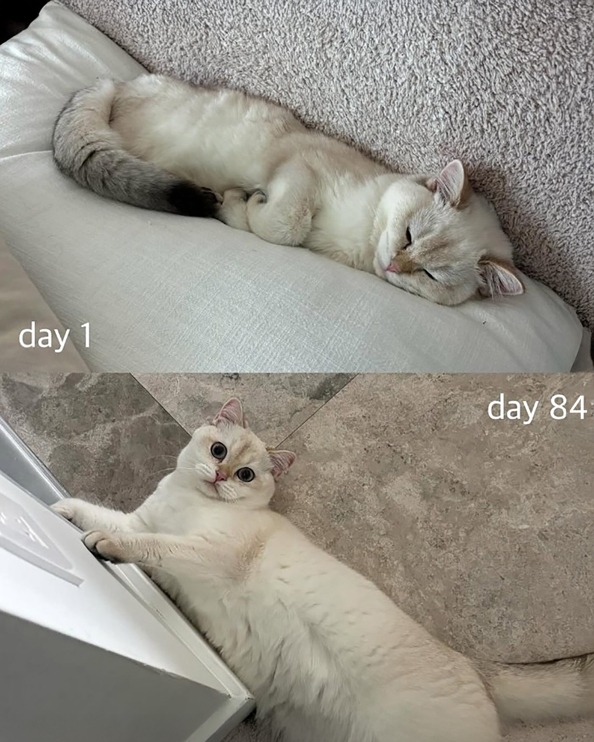 rufus before and after | Stokes Pharmacy